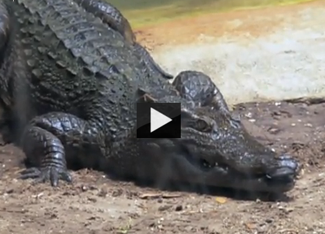Animal Planet's Untamed and Uncut Video: Crocodile Attacks with Death ...