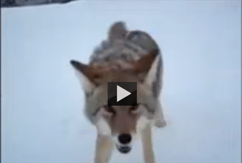 Wolf Cornered by Camera tries to Attack Tourist - AttackVideo ...